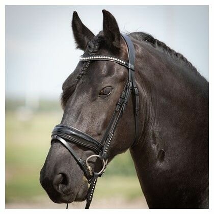 Оголовье Diamond Lacque лакированное, с самозатягивающимся капсюлем и стразами, размер Full, черный