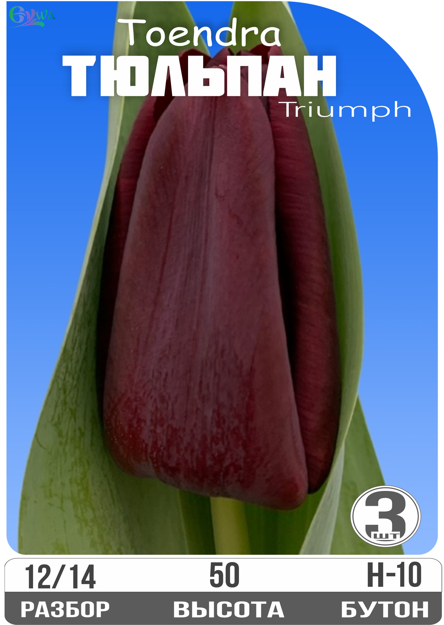 Тюльпаны луковицы Тоендра 3шт крупные, разбор 12/14, высота 50 см, темно-фиолетовые