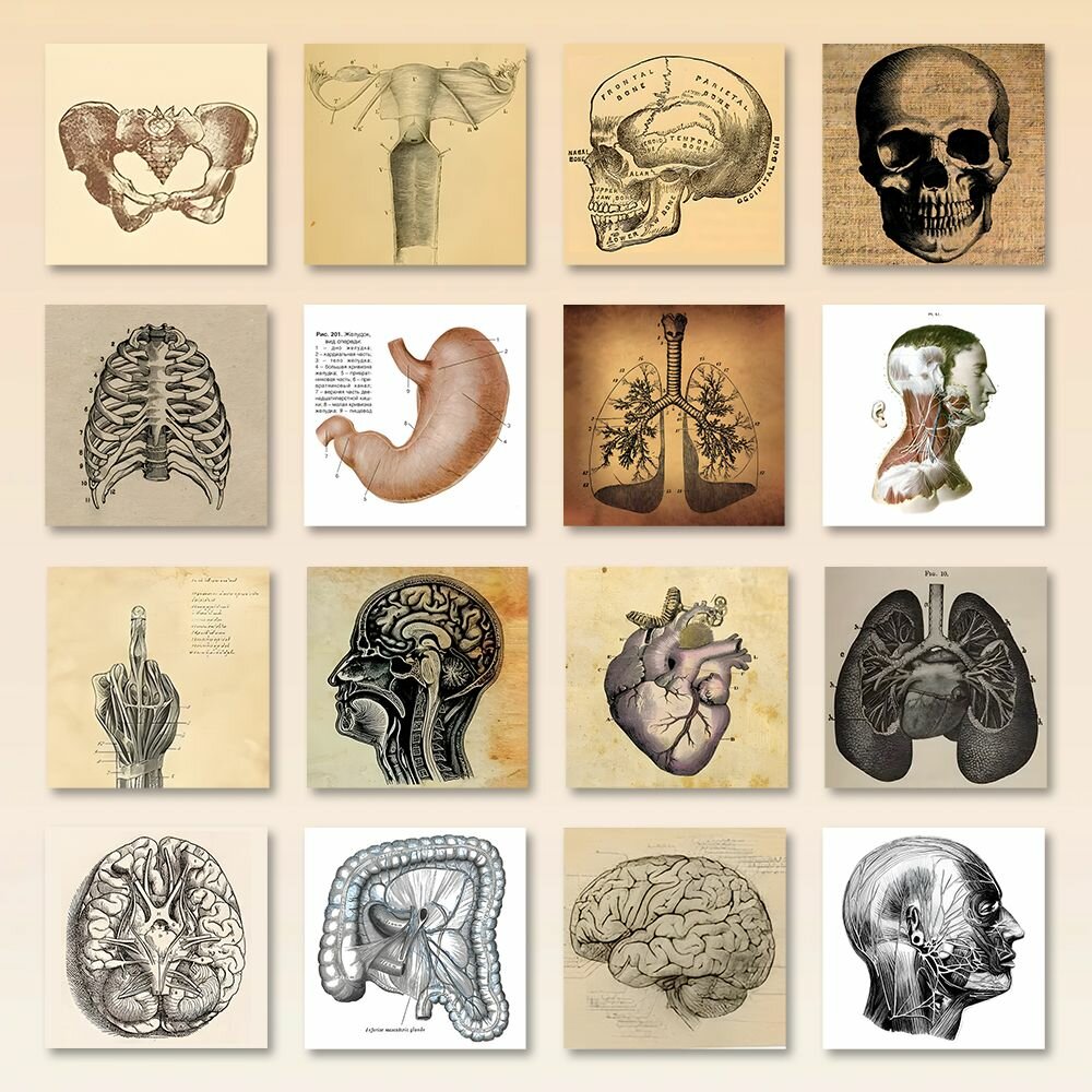 В наборе 54 наклейки с анатомией строения человеческого тела. Для вашего мобильного телефона и ноутбука, для вашего ежедневного плана