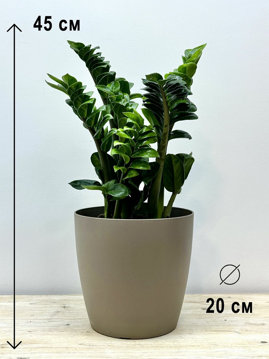 Замиокулькас Зензи в пластиковом серо-коричневом кашпо, высота 45-50см