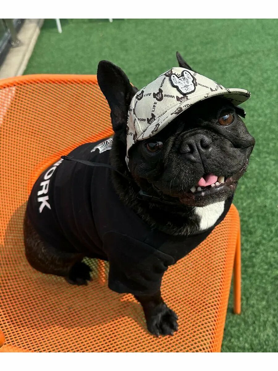 Кепка для собак в бежевом цвете от корейского бренда Lifework