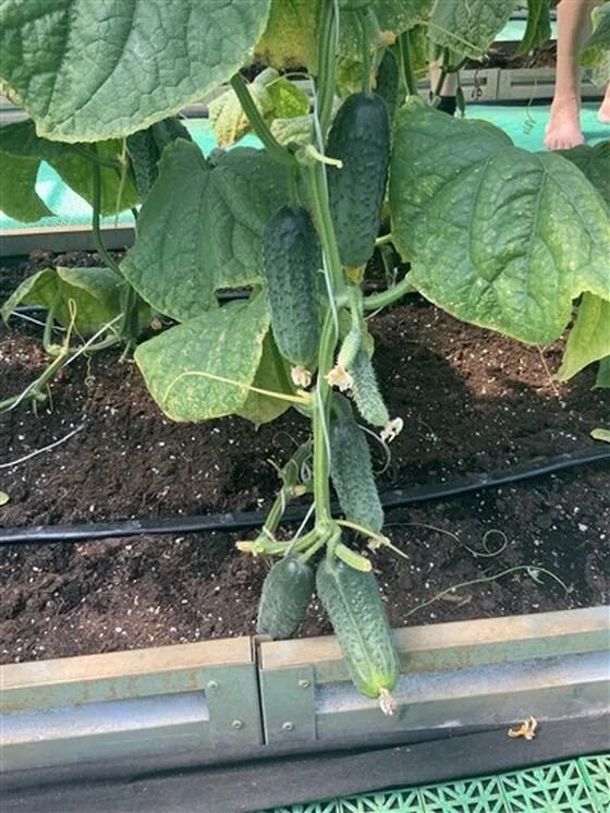 Коллекционные семена огурца Орфеус F1/