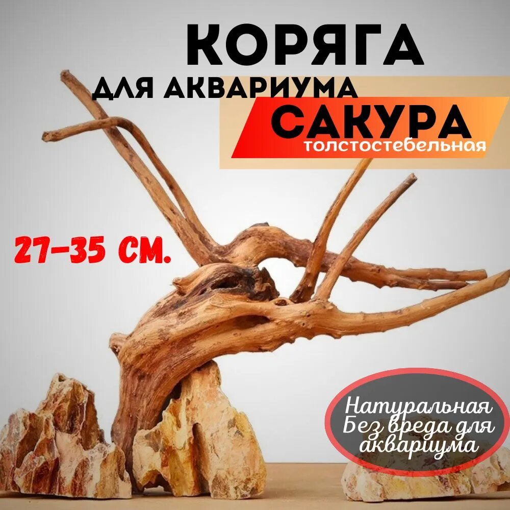 Коряга для аквариума натуральная/Коряга натуральная Сакура/Декорация для аквариума и террариума.