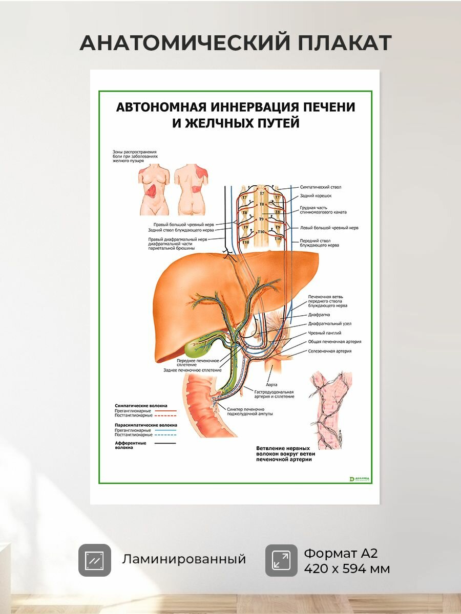 Обучающий медицинский плакат Автономная иннервация печени и желчных путей ламинированный А2