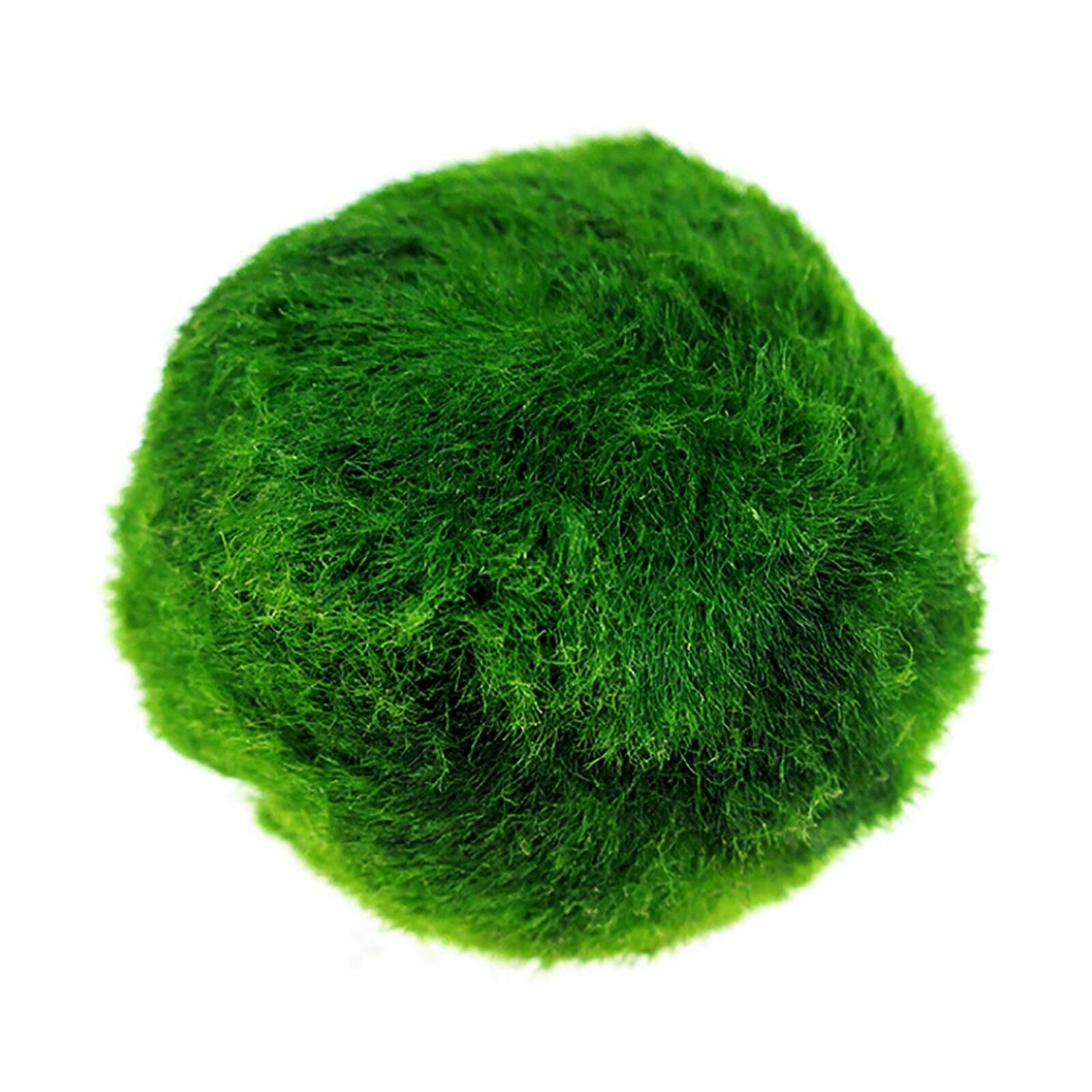Мох маримо зеленый шар 3-4 см для декора аквариума