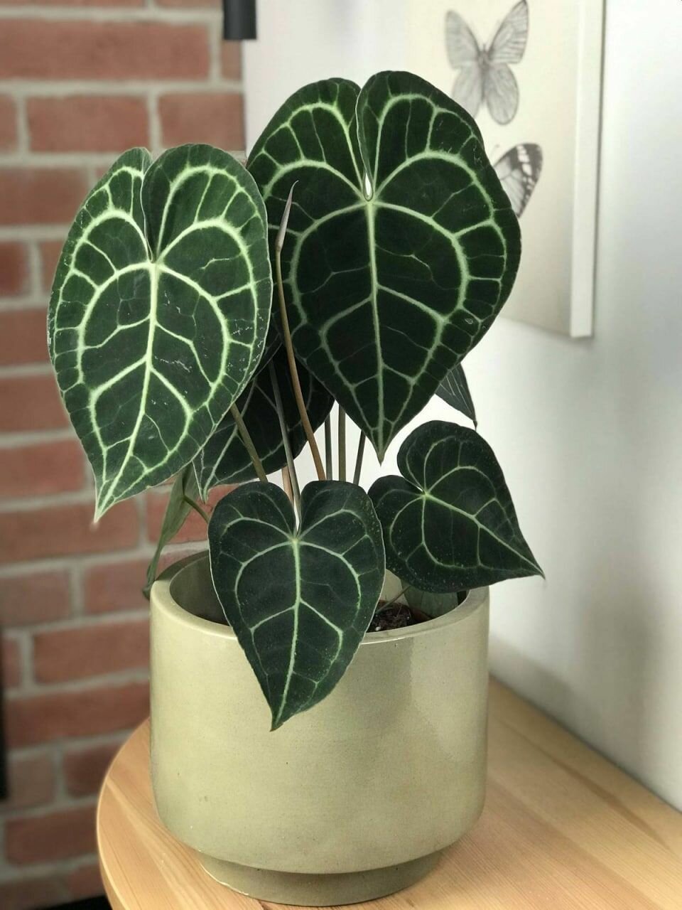 Антуриум GREEN TOWN Магнификум, многолетнее, декоративно-цветущее