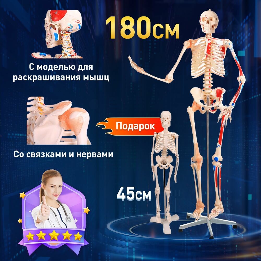Анатомическая модель