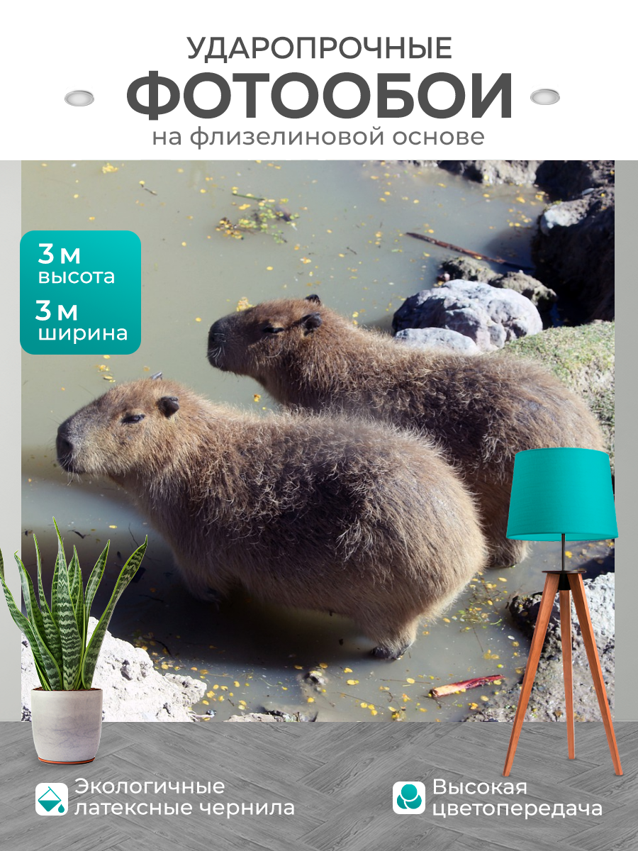 Фотообои моющиеся ударопрочные "Капибара, животные, зоопарк" 300x300 см. флизелиновые на стену