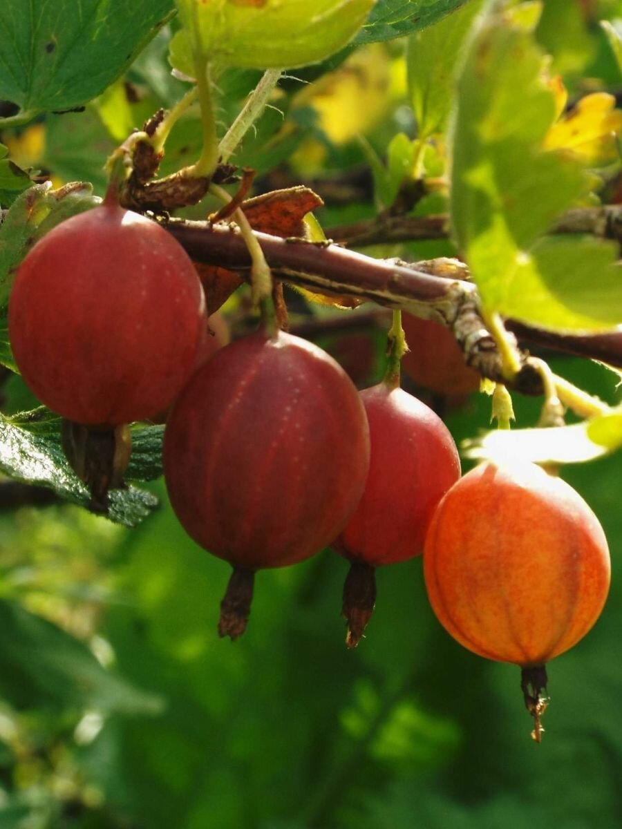 Крыжовник Арлекин, морозостойкий, слабошипованный, для всех регионов, 50 см