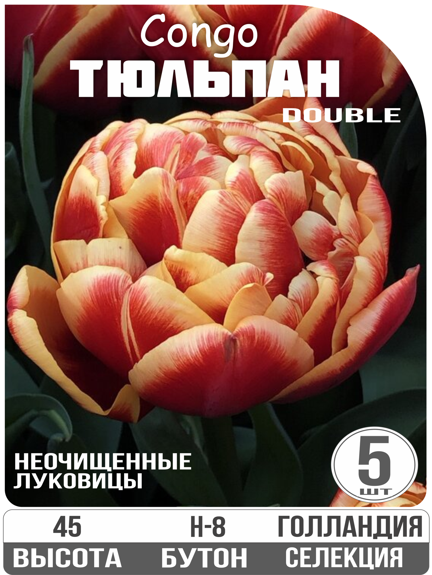 Тюльпан луковицы Конго, 5шт неочищенные, махровый, высота 45 см, красные, желтые, оранжевые