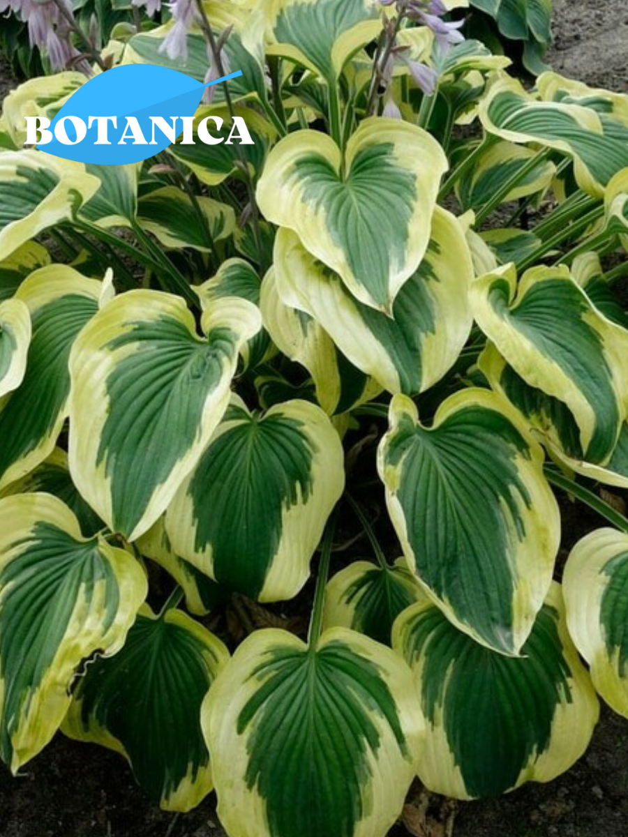 Луковицы цветов, botanica garden , Хоста Брод Бэнд ( 1 штука )