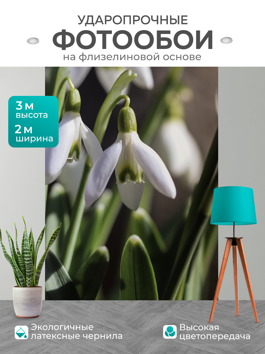 Фотообои моющиеся ударопрочные "Подснежник, цвести, весна" 200x300 см. флизелиновые на стену