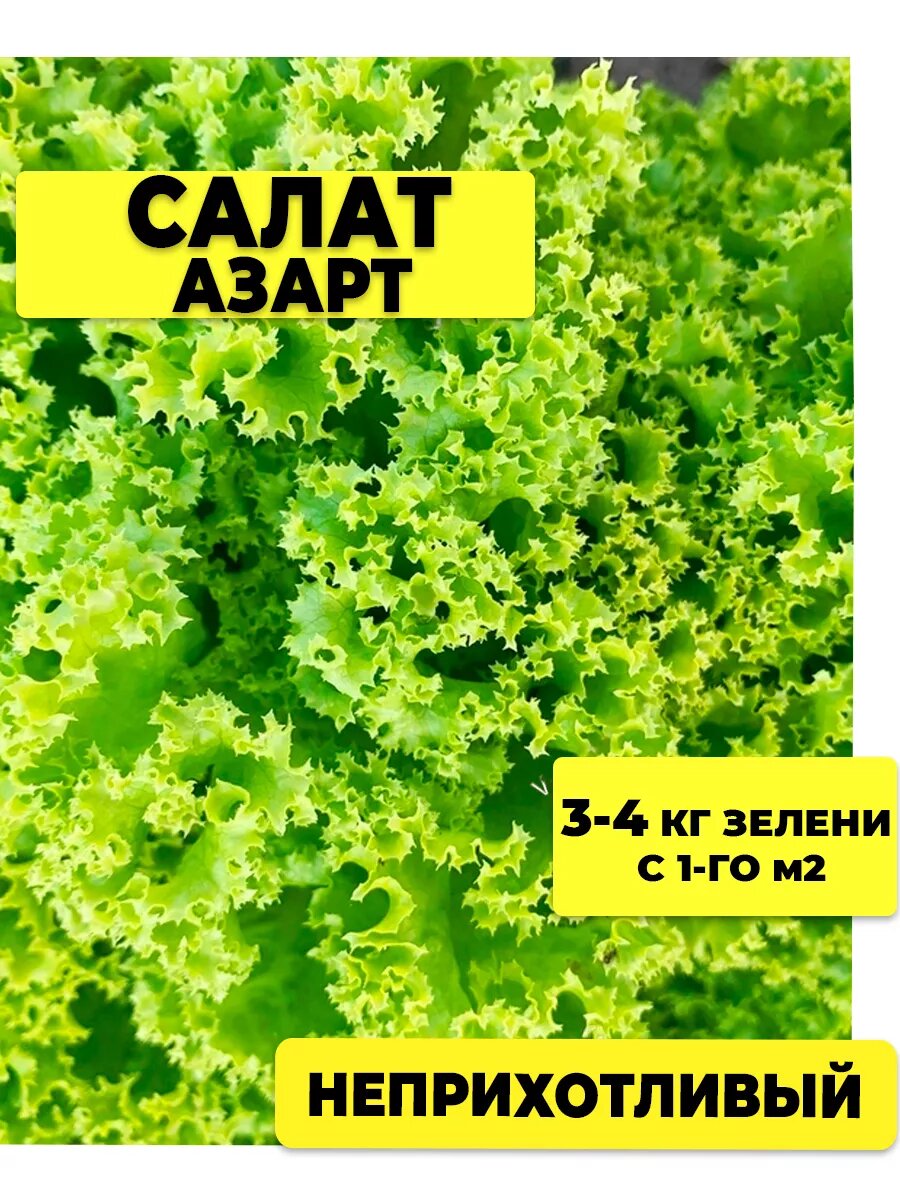 Семена салата листового Азарт, 0,5 г, для открытого грунта и теплицы