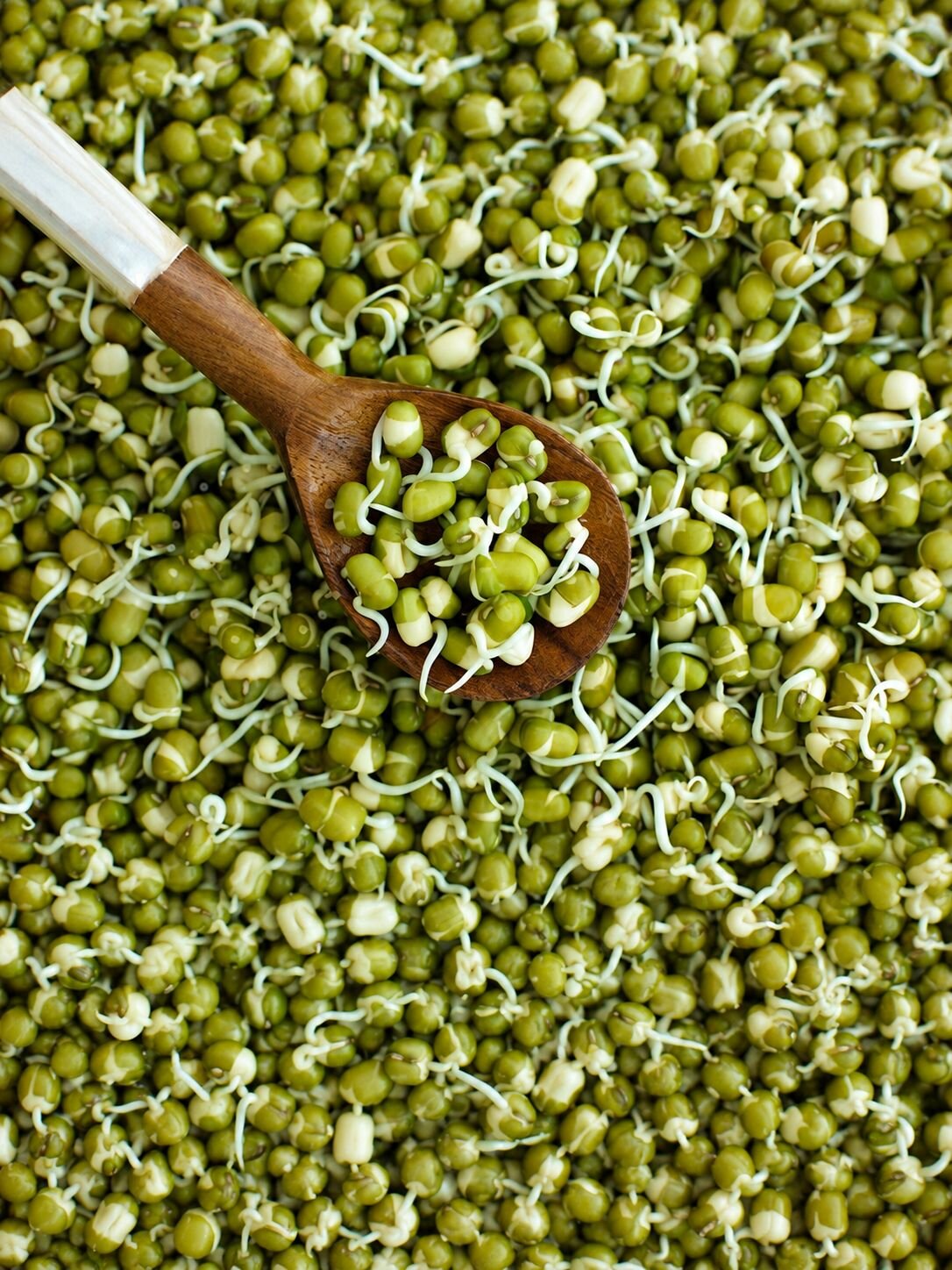 Маш (бобы мунг), Высший сорт, здоровое питание, без глютена, для каш, для проращивания, Вегетарианский продукт, Vegan 500 гр