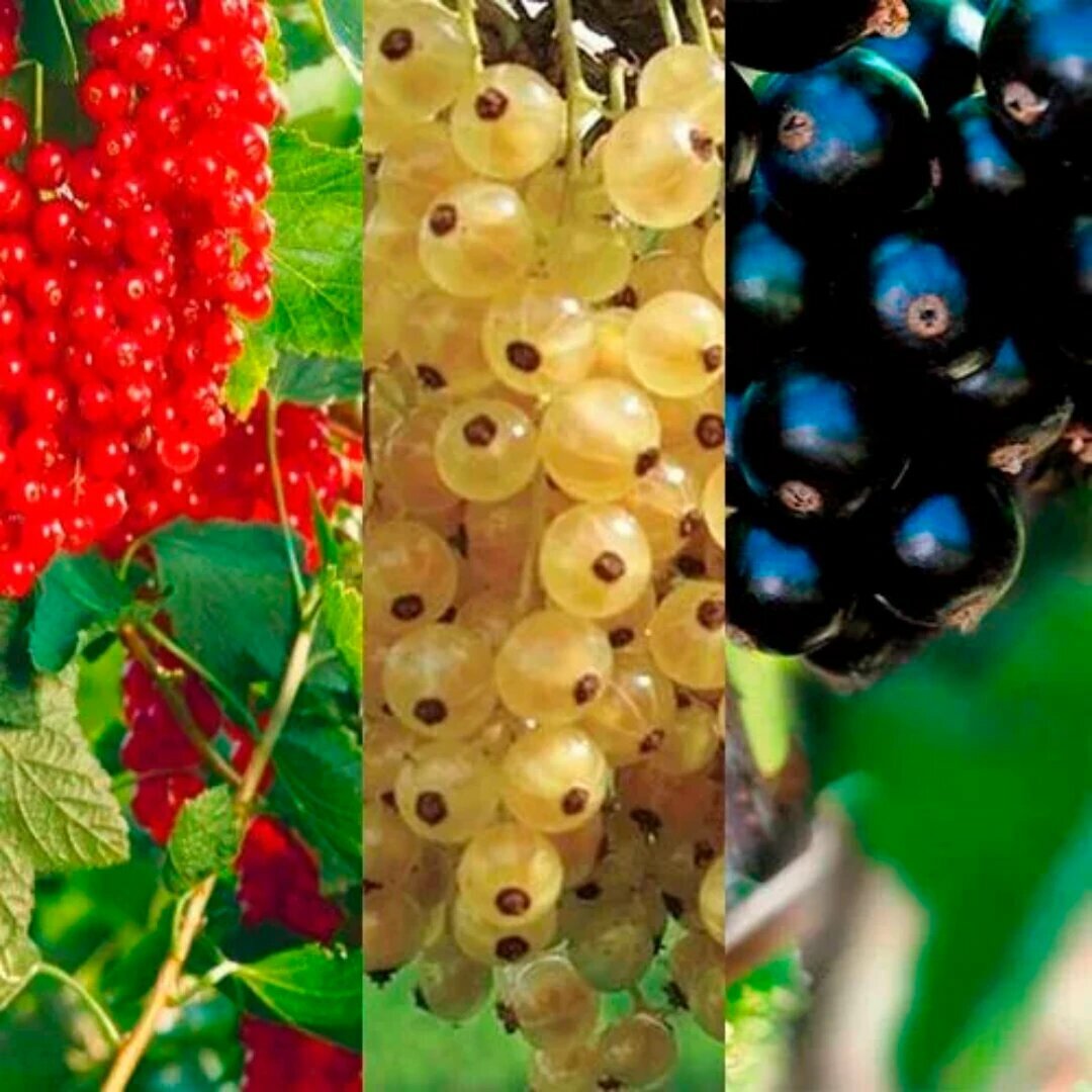 Комплект "Смородиновая коллекция" из 3 сортов / морозостойкие сорта