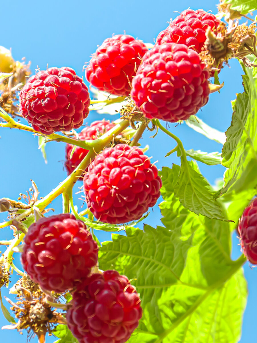 Малина крупноплодная Рубин Болгарский 2 шт / морозостойкий сорт