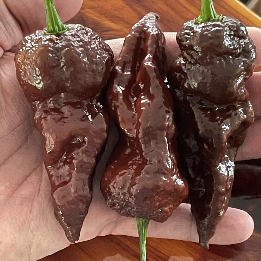 Семена Деодар Перец острый Bhut Jolokia Chocolate 5 шт.