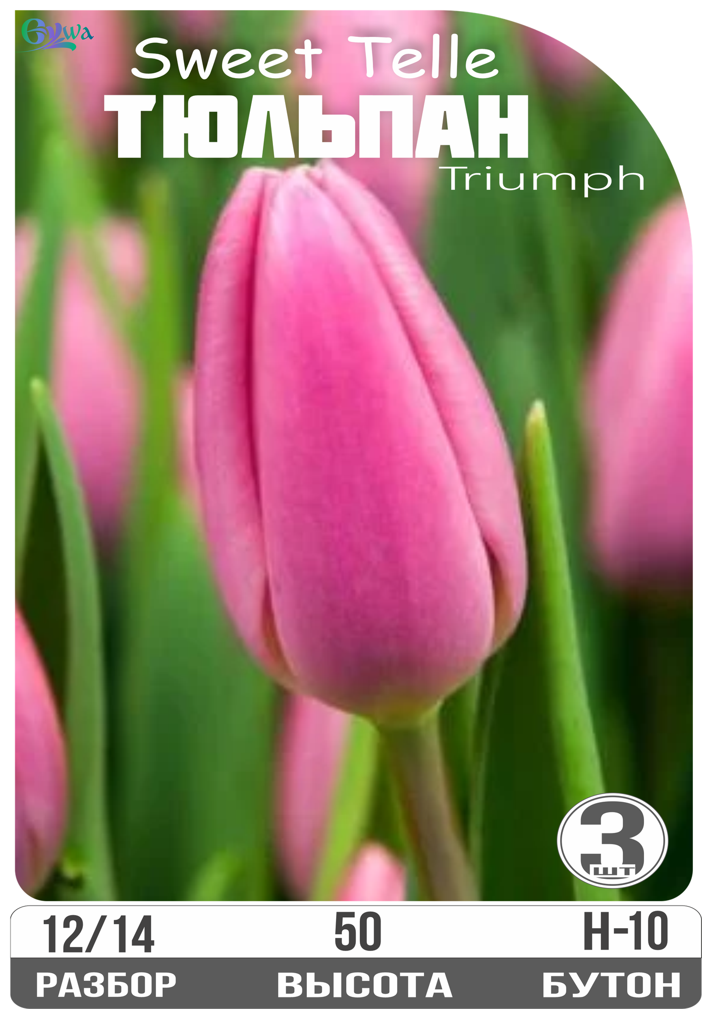 Тюльпаны Свит Телле, высота до 50см, бокаловидные цветки, разбор 12/14 3 шт.