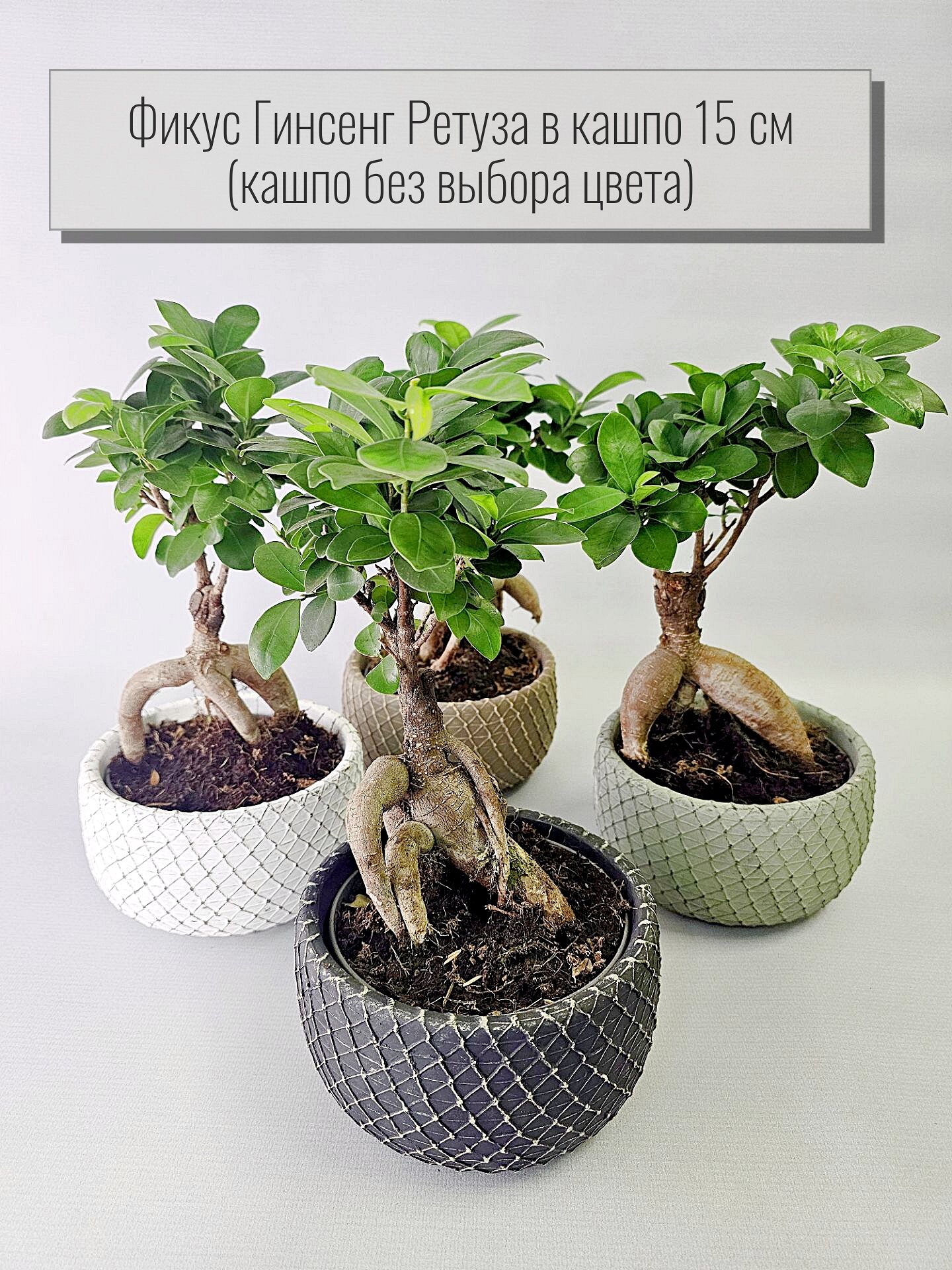 Фикус Гинсенг Ретуза в кашпо, бонсай, живое растение, диаметр кашпо 15 см