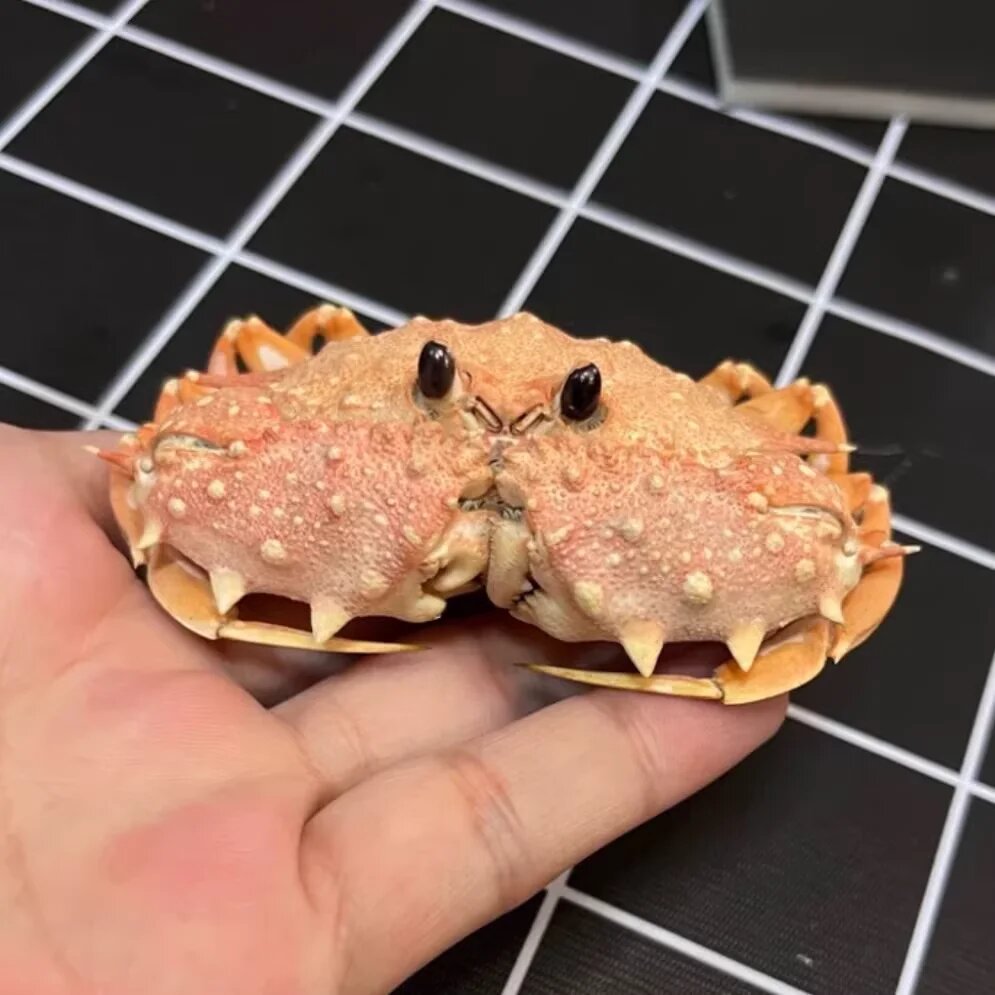 Коллекционная статуэтка краба из органического материала without cover 7