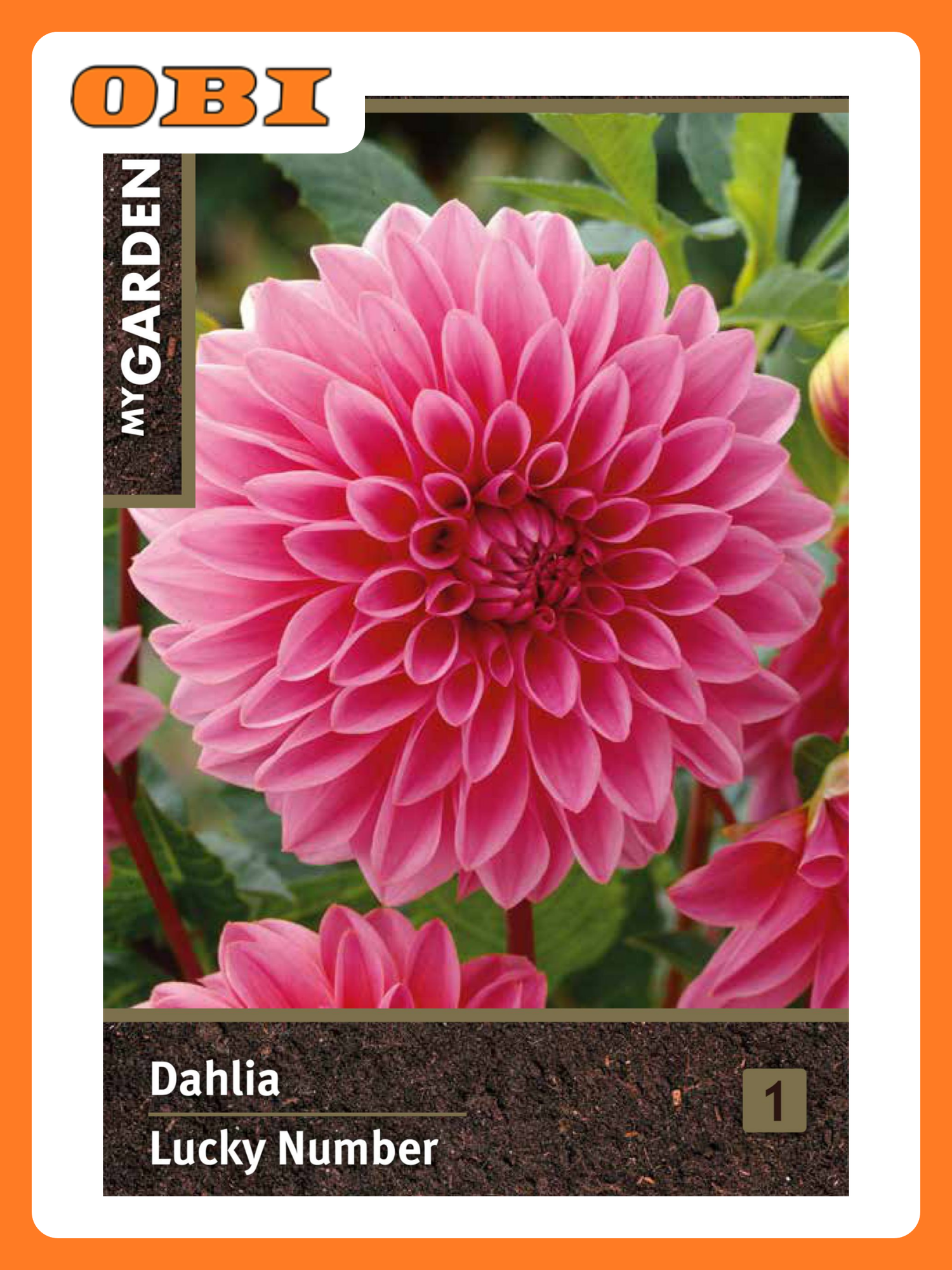 Георгина декоративная Лаки Намбер