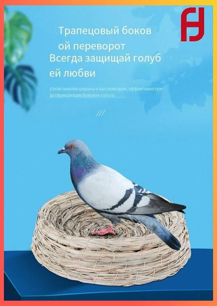 Голубиное гнездо — фото 1