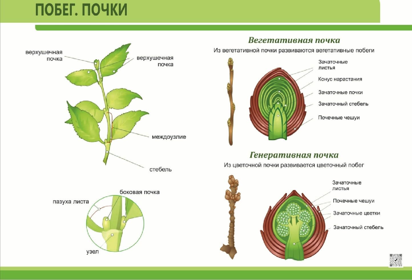 Комплект таблиц Биология. Растения. Грибы. Бактерии