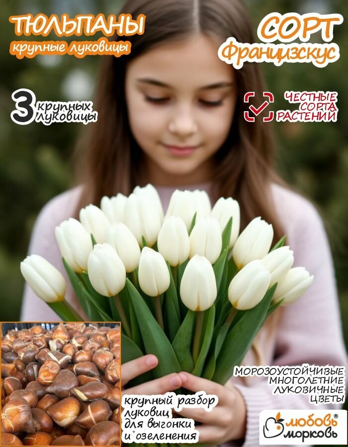 Тюльпан Луковица, Францискус, 3 шт крупные