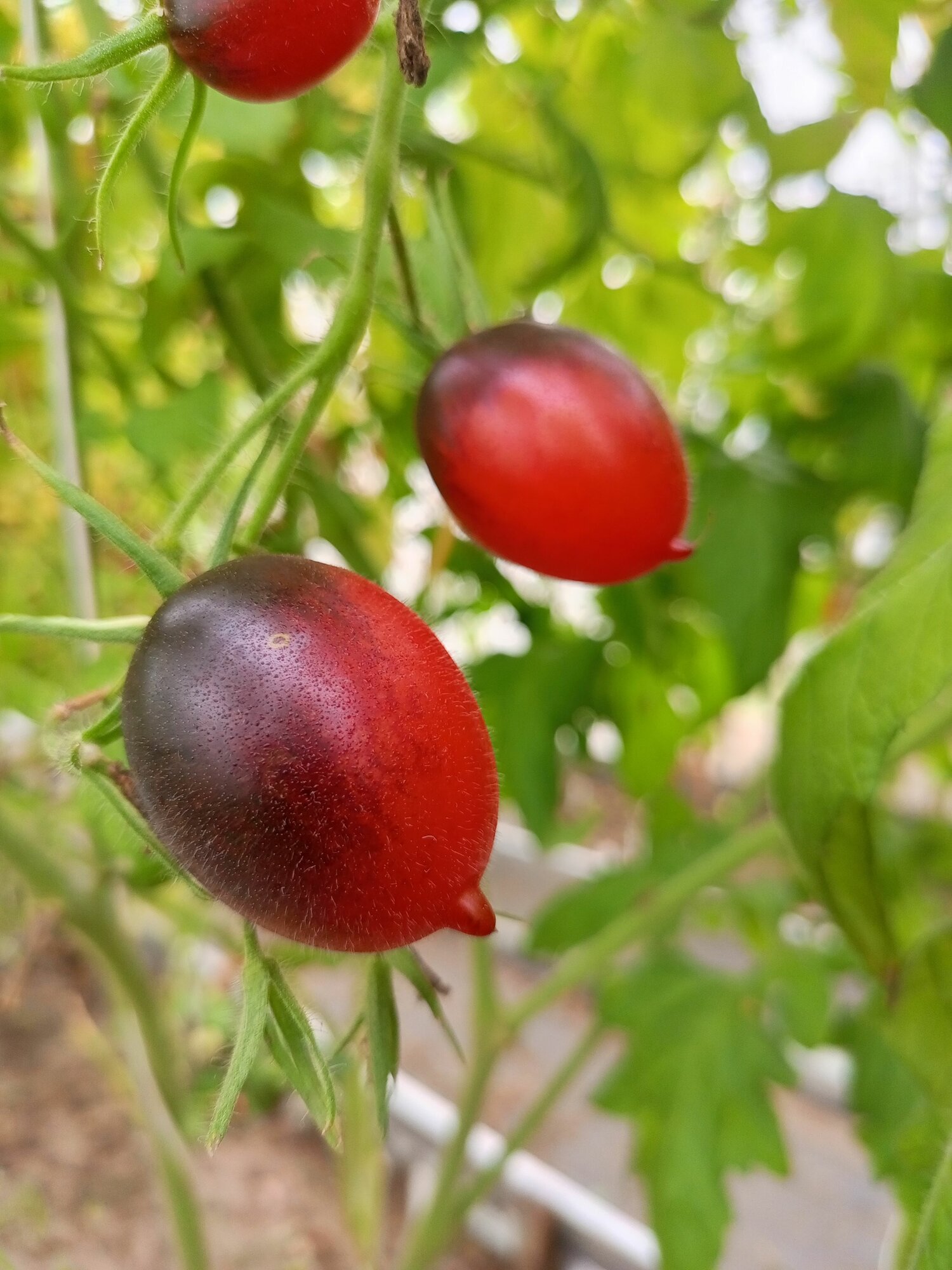 Кумкват розовый опал 7шт+бонус