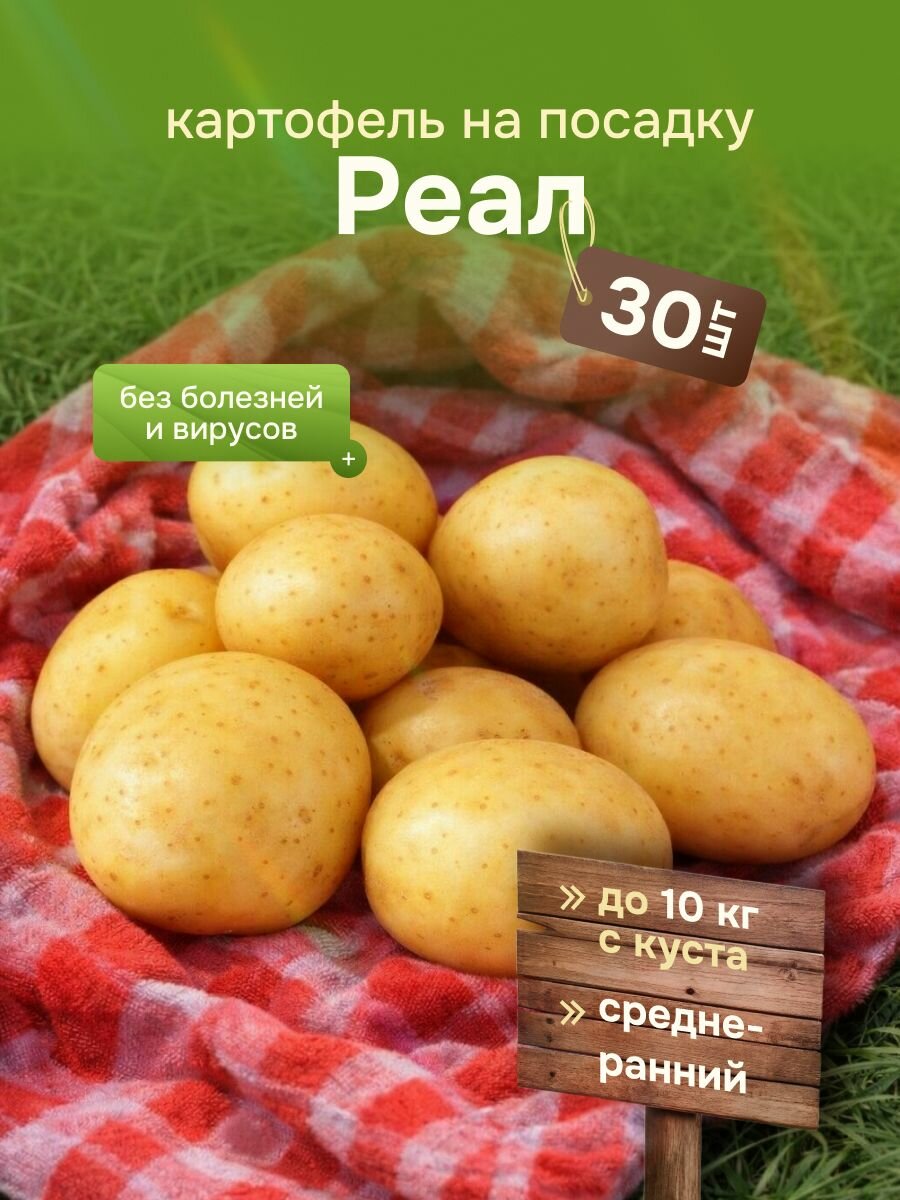 Картофель клубни на посадку Реал 30шт "среднеранний"