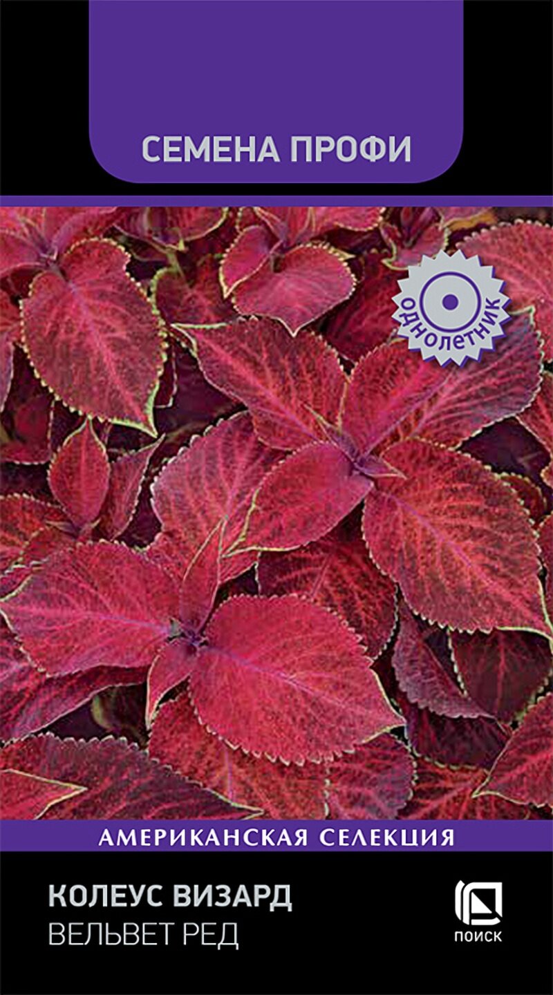 Семена цветов Поиск колеус Визард Вельвет Ред 10 шт, для дачи, сада, огорода и на рассаду