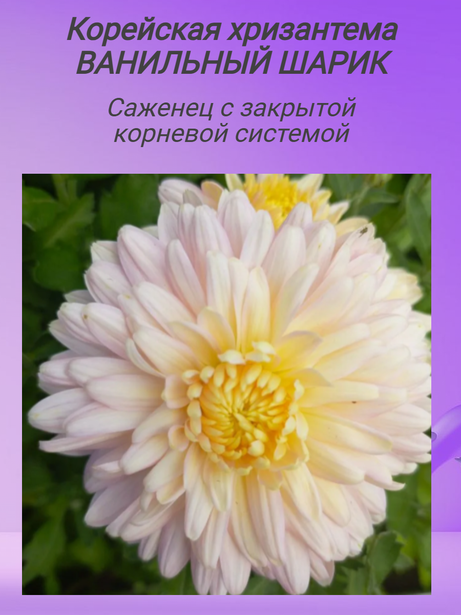 Хризантема корейская Ванильный шарик