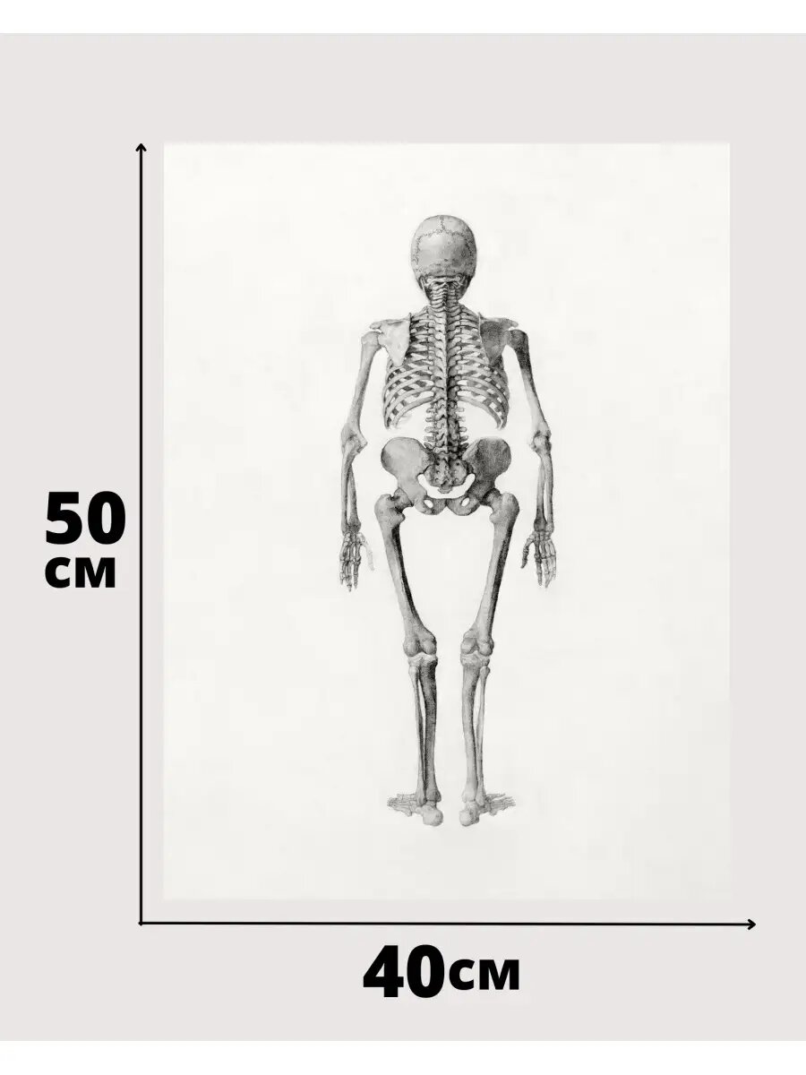 Постер скелет анатомия человек