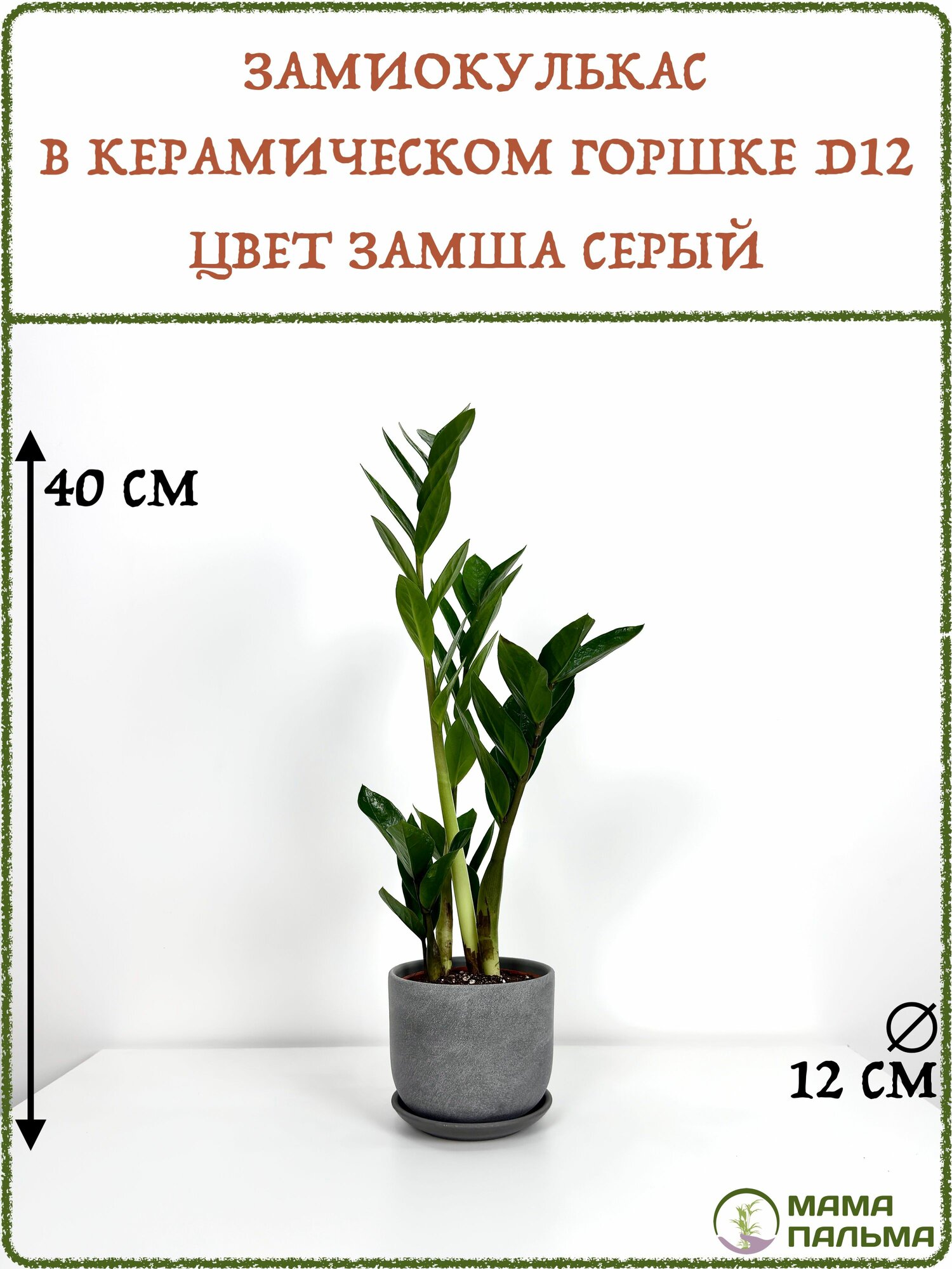 Замиокулькас в сером керамическом горшке с поддоном D12 Замша, высота 40-50см