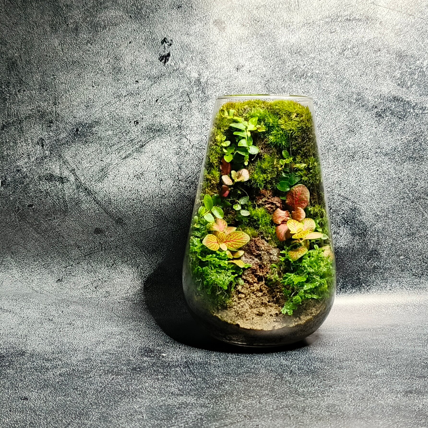 Флорариум тропический. Живые растения и мох.