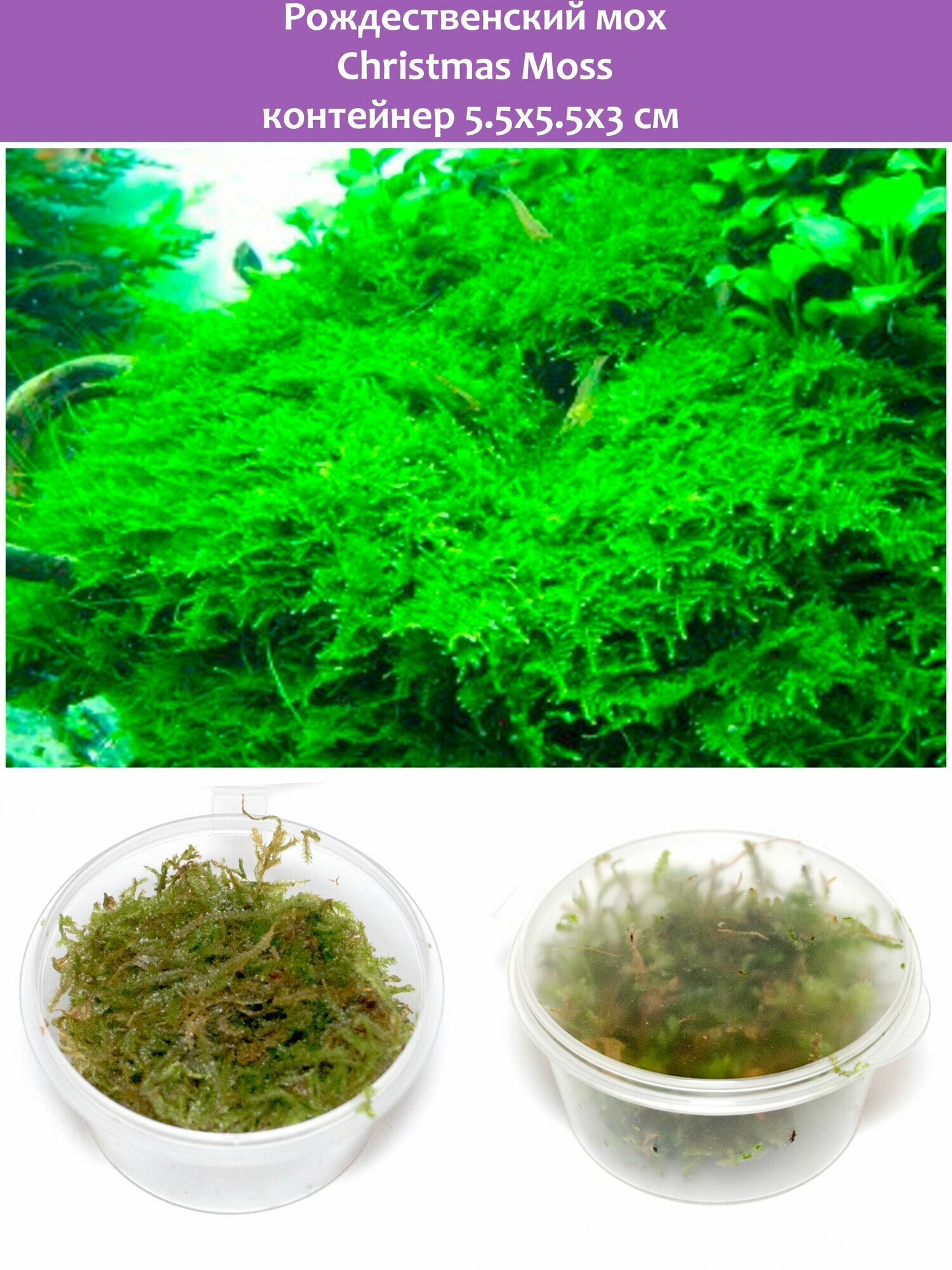 Bestfish24 Мох Рождественский (Кристмас) контейнер 5,5х5,5х3см растение для аквариума