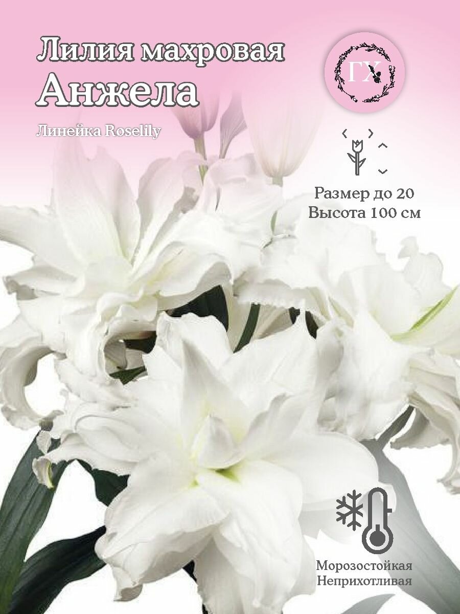 Роузлилии (махровые) Анжелла (1 луковица)