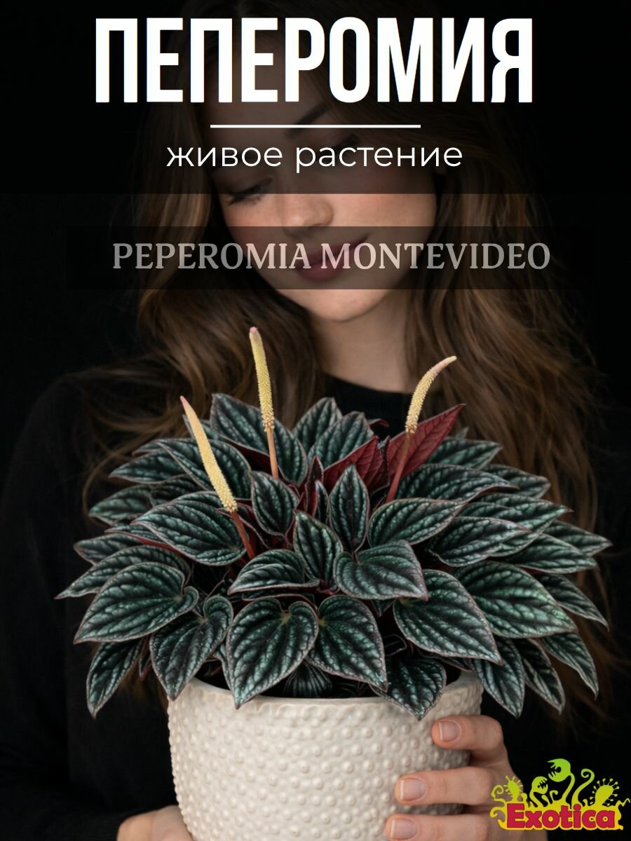 Пеперомия Монтевидео (Peperomia Montevideo) D6см, домашний цветок