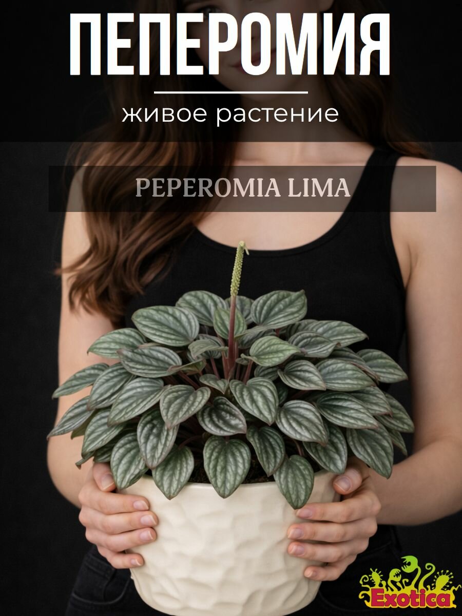 Пеперомия Лима (Peperomia Lima) D5см, домашнее растение