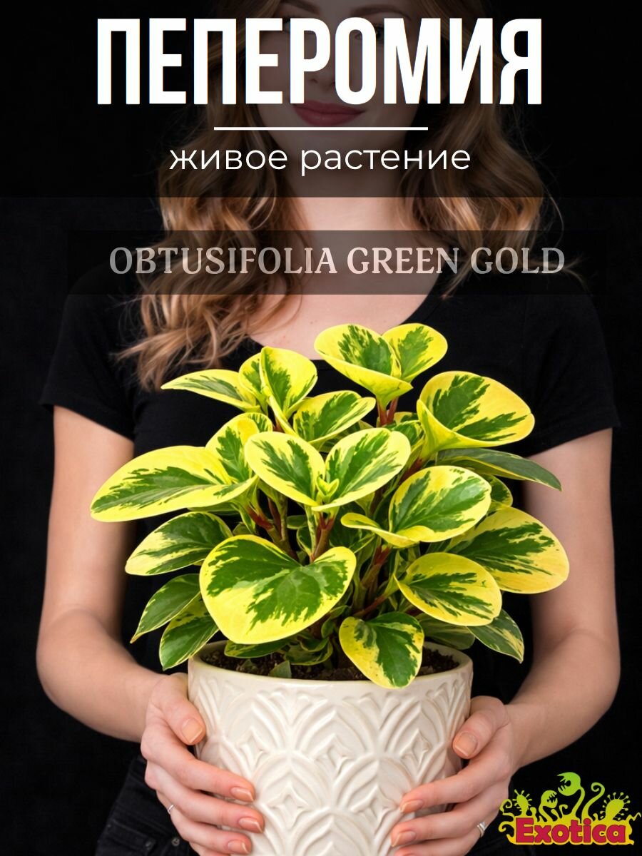 Пеперомия Грин Голд (Peperomia Obtusifolia Green Gold) D11см, живое растение
