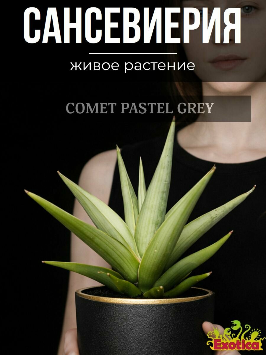 Сансевиерия Комета Пастель Грей (Sansevieria Comet Pastel Grey) D7,5см, живой цветок
