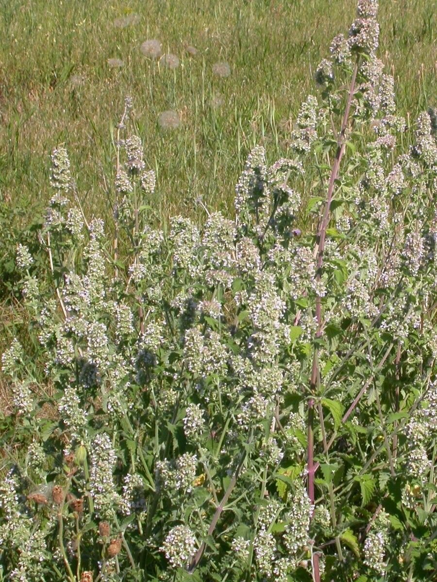 Семена Котовник кошачий (Nepeta cataria), 15 штук