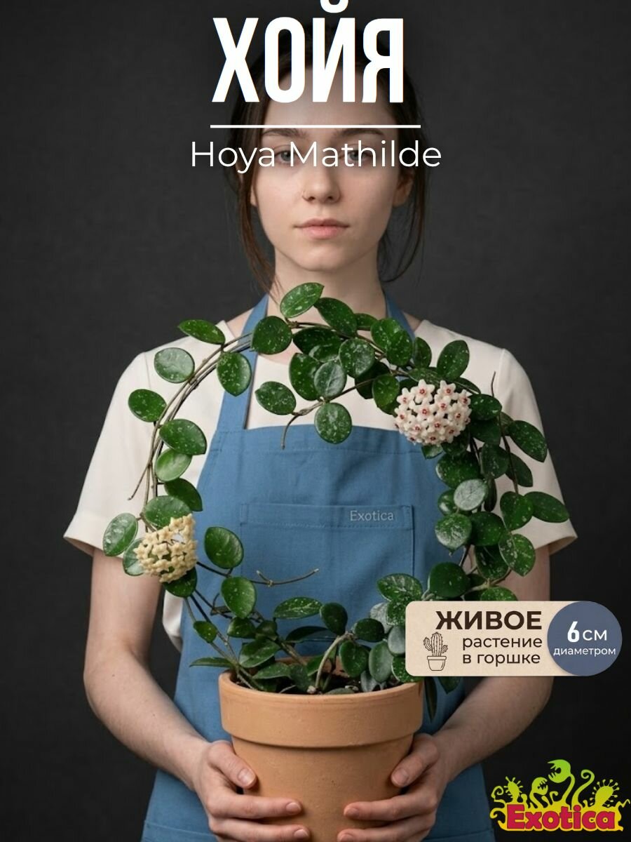 Хойя Матильда (Hoya Mathilde) D6см, растение в горшке