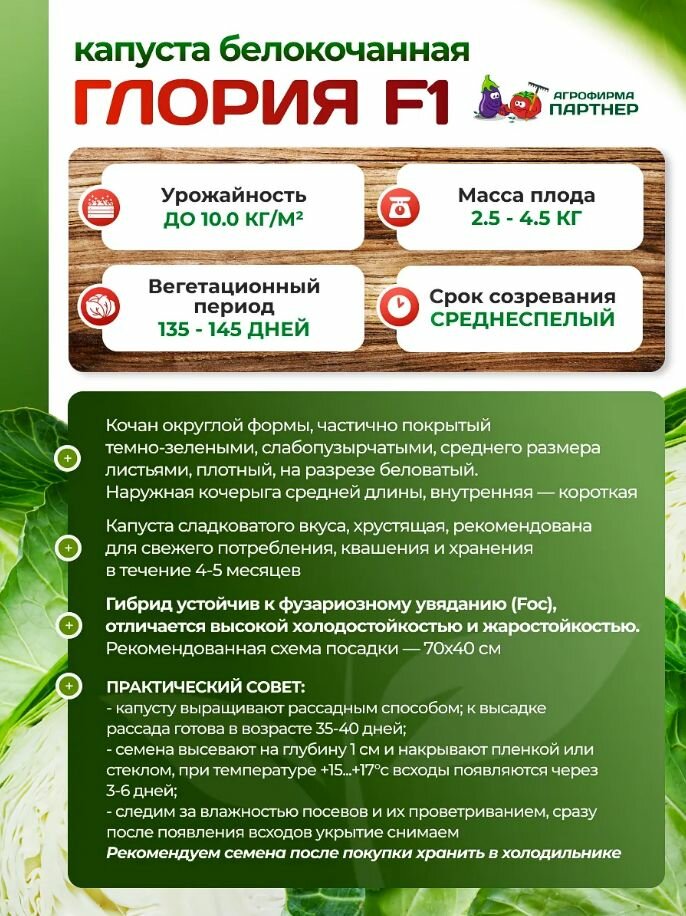 Капуста Глория — фото 1