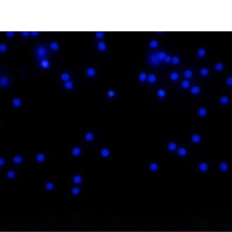 Синие флуоресцентные микросферы Monodisperse 5um -COOH