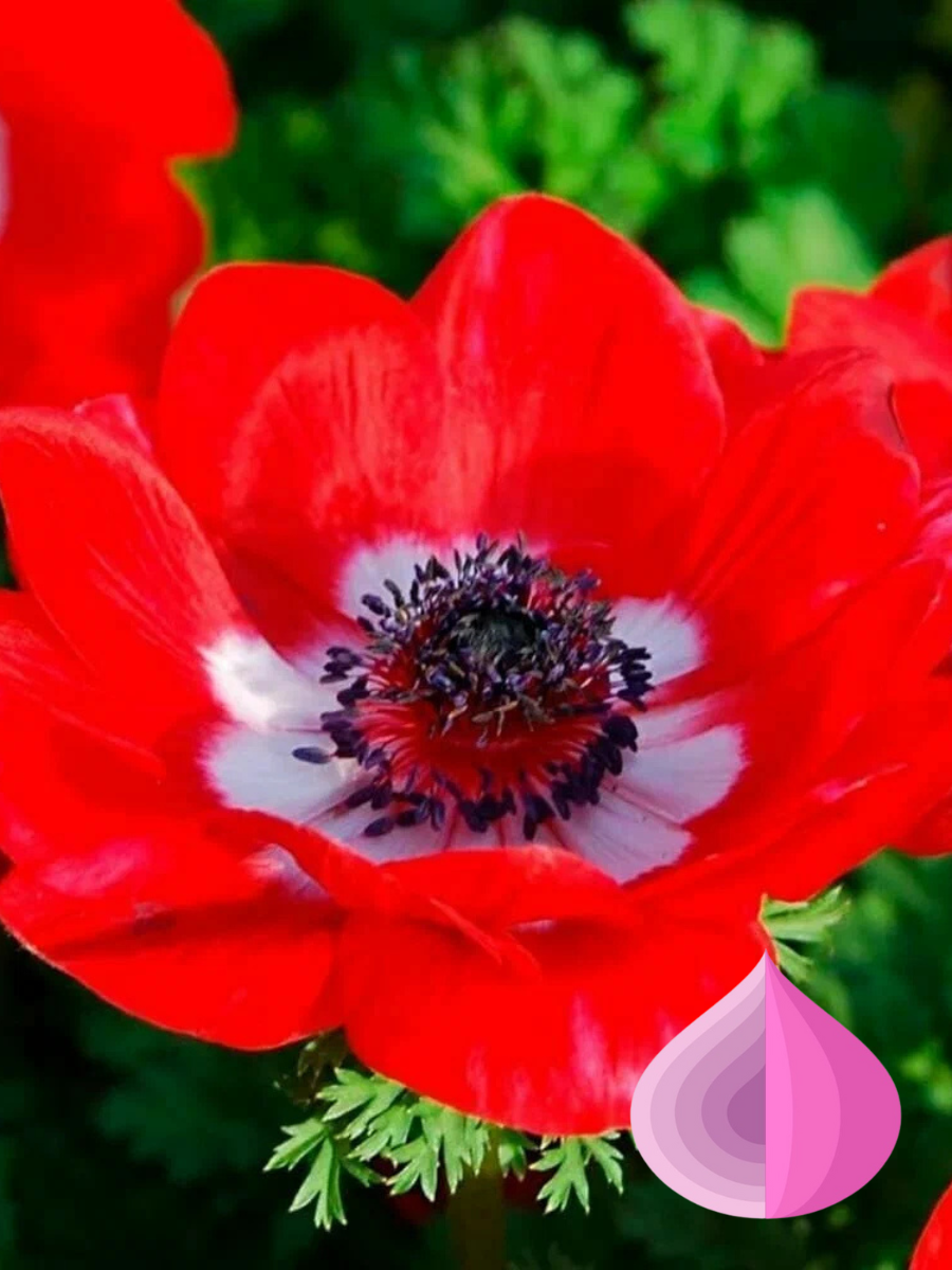 Луковицы цветов, bulbs servise, Анемона Голландия красная 10 штук