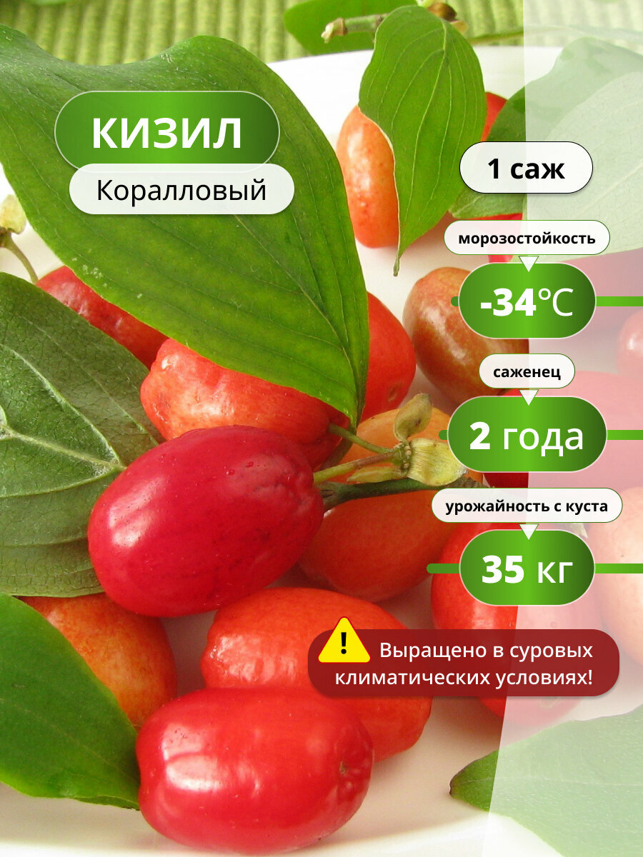 Кизил "Коралловый", многолетник, морозостойкость, до 7 г, 1 шт.