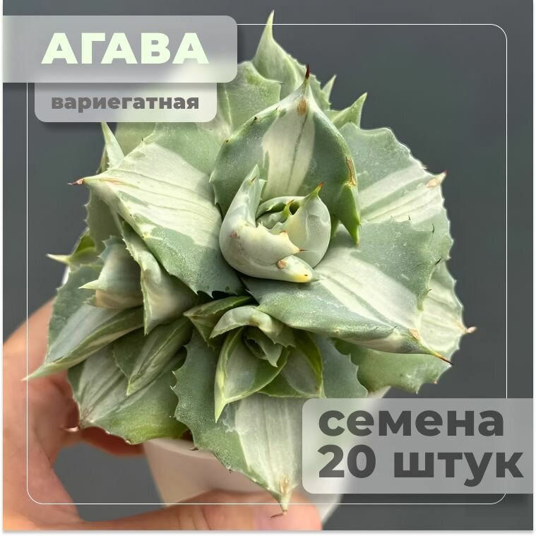 Агава вариегатная шоджи раджин, для дома и уюта, семена 20 штук
