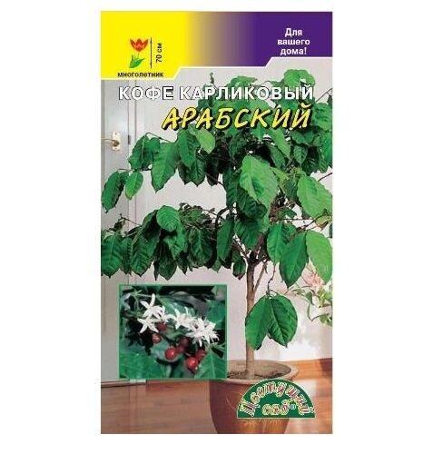 Семена Кофе, карликовый, сорт Арабский