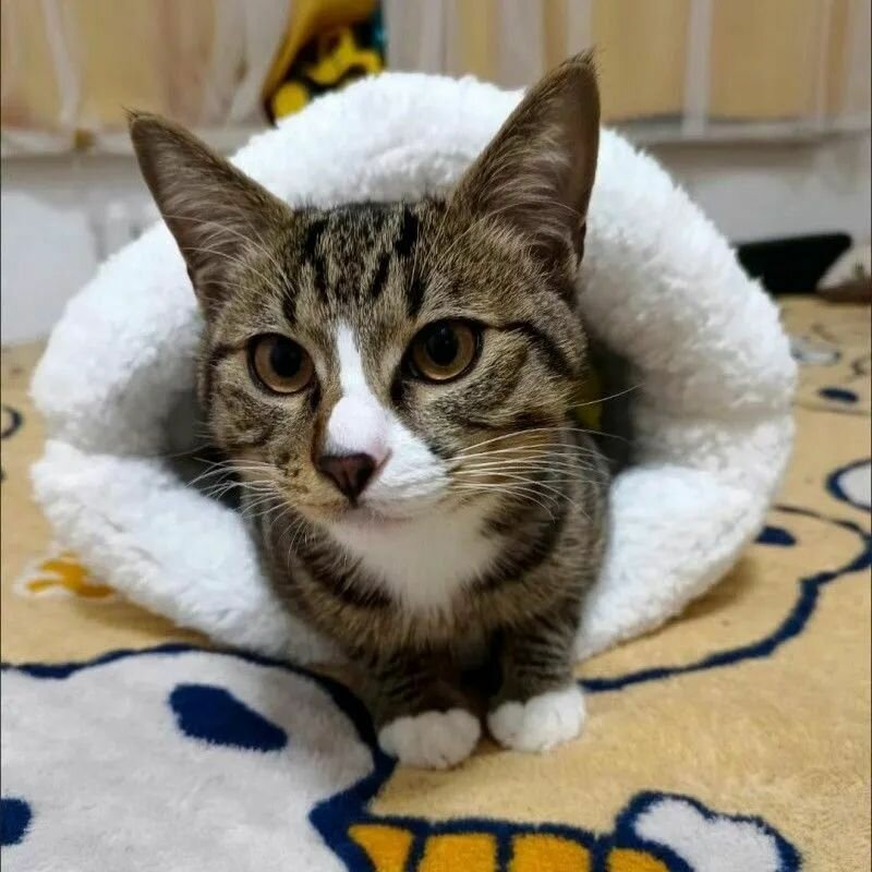 Зимняя теплая закрытая кровать для кошек и собак, товары для домашних животных, спальный мешок